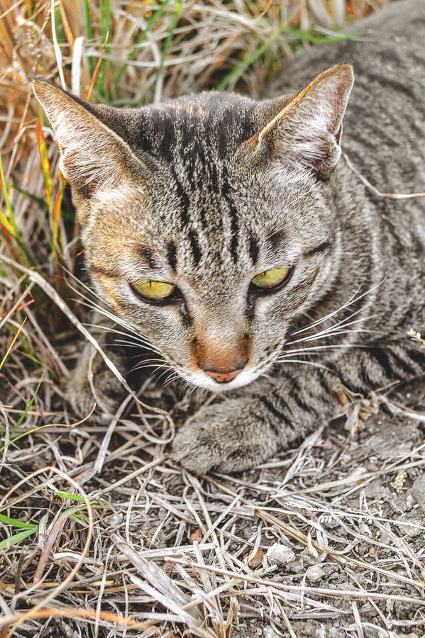 Cute Tabby Cat on the Ground Stock Image - Image of domestic, ground ...