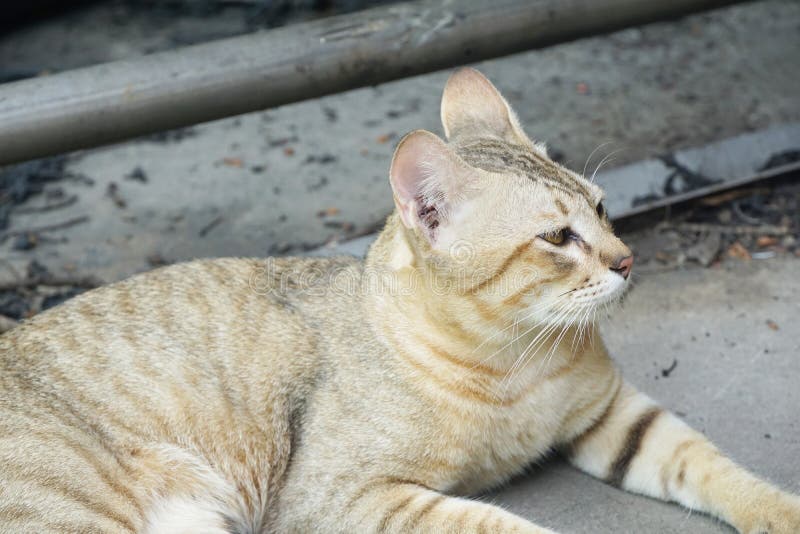 Cute Tabby Cat on the Ground Stock Photo - Image of domestic, natural ...