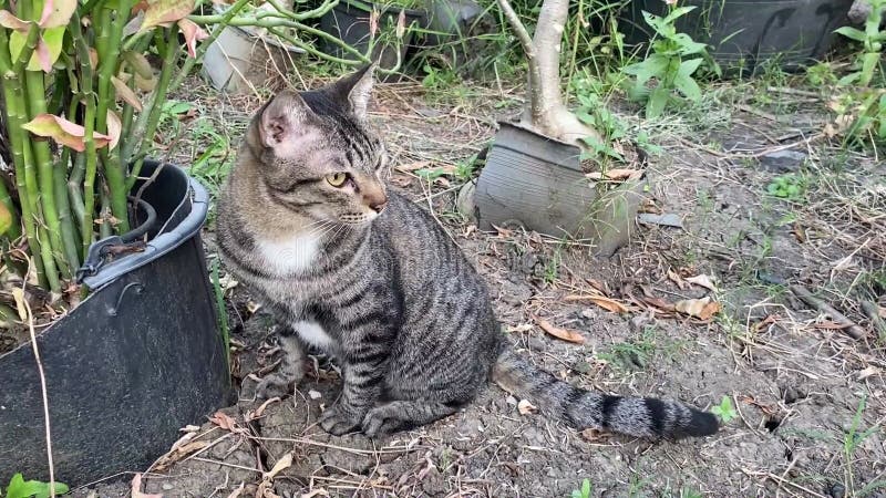 Cute Tabby Cat on the Ground Stock Video - Video of beautiful, ground ...