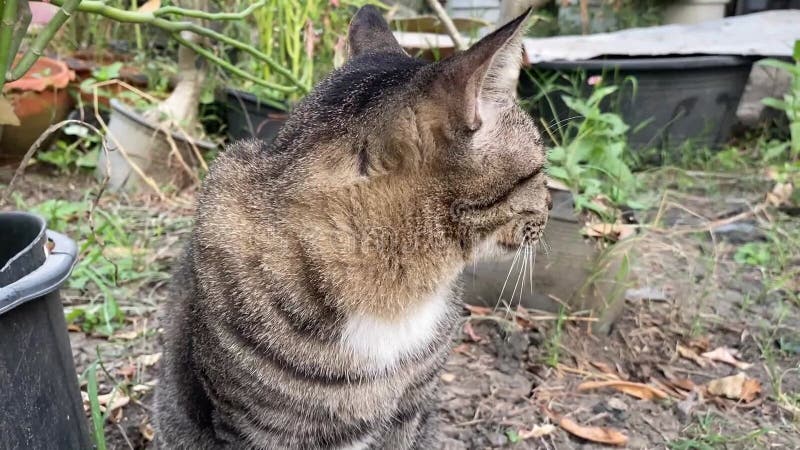 Cute Tabby Cat on the Ground Stock Video - Video of close, beautiful ...