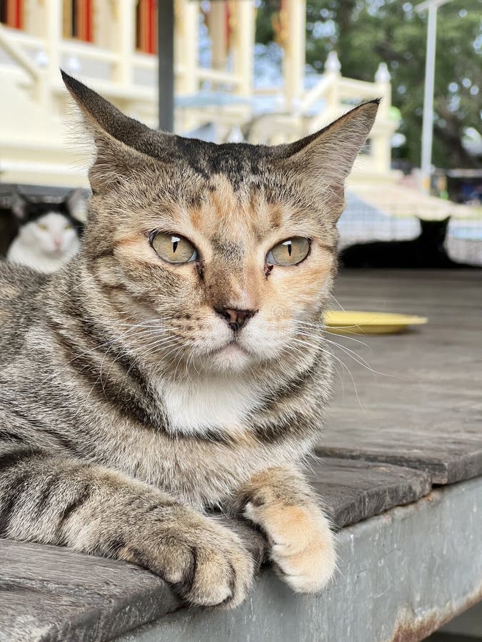 Cute Tabby Cat on the Ground Stock Photo - Image of white, animal ...