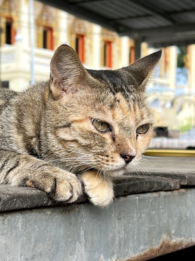 Cute Tabby Cat on the Ground Stock Photo - Image of mammal, white ...