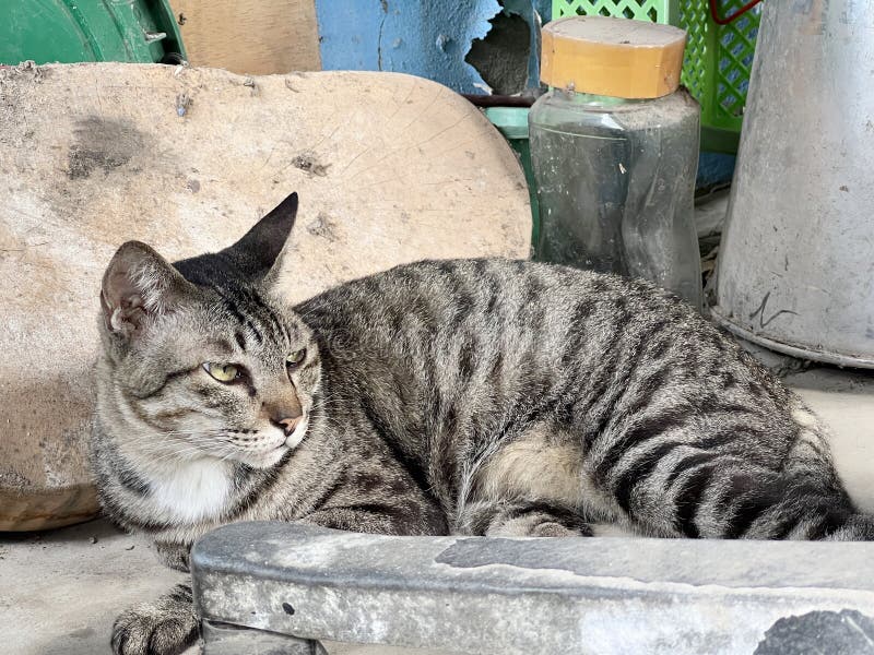 Cute Tabby Cat on the Ground Stock Image - Image of mammal, closeup ...