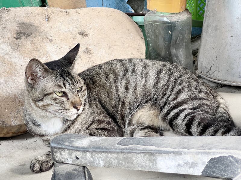 Cute Tabby Cat on the Ground Stock Image - Image of adorable, closeup ...