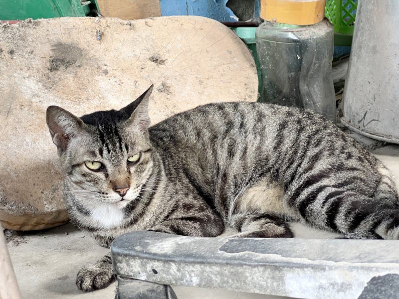 Cute Tabby Cat on the Ground Stock Image - Image of white, feline ...