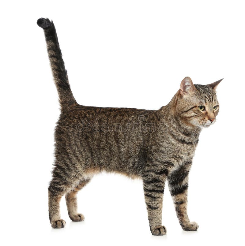 Standing Tabby Cat