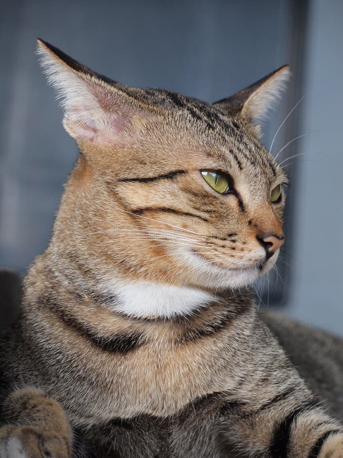 Side View of Tabby Cat Staring To Something Stock Image - Image of cute ...
