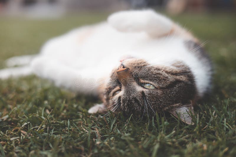 Cute Tabby Cat Laying Upside Down on the Grass, Playfully Gazing into the Camera with a Curious ...