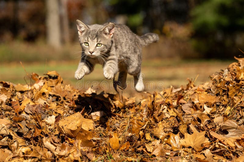 Cute Tabby Cat Leaping Over a Pile of Leaves Stock Photo - Image of ...