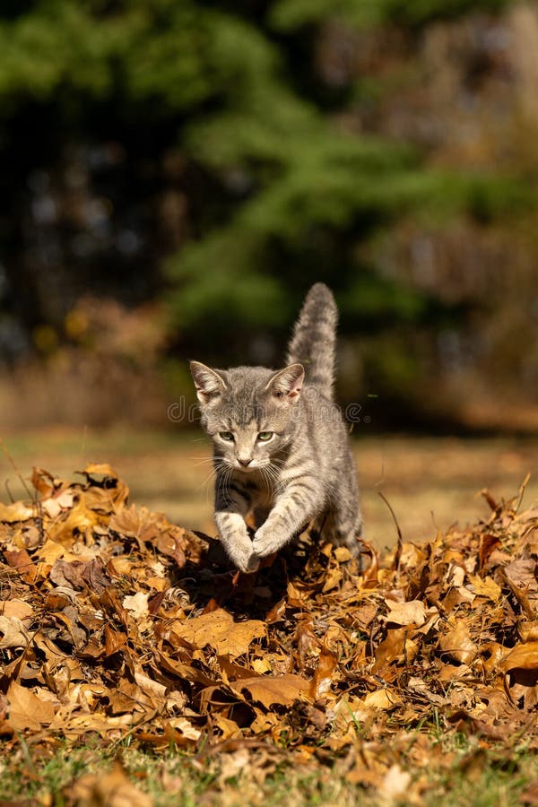 Cute Tabby Cat Leaping Over a Pile of Leaves Stock Image - Image of ...