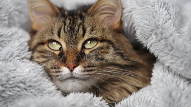 Cute Tabby Cat Lies Wrapped in a Blanket. Concept of Adorable Pets ... Cute Tabby Cat Lies Wrapped in a Blanket. Concept of Adorable Pets ...