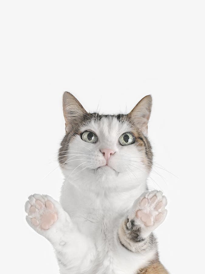 Cute Tabby Cat Looking at Camera. Bottom View with Copy Space Stock ...