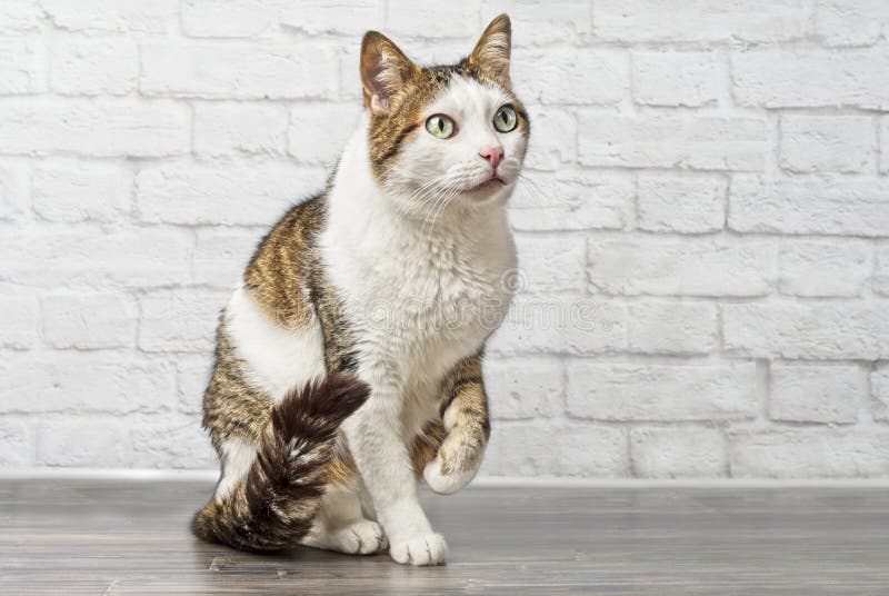 Cute Tabby Cat Looking Curious Sideways and Lift Her Paw. Stock Image ...