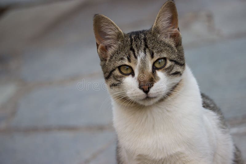 Cute Tabby Cat Looking Directly at the Camera with a Curious Expression ...