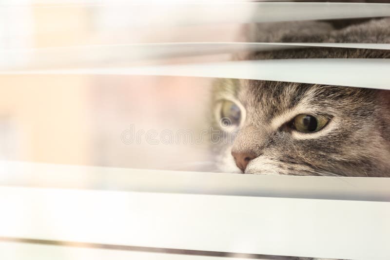 505 Cute Cat Window Blinds Stock Photos - Free & Royalty-Free Stock ...
