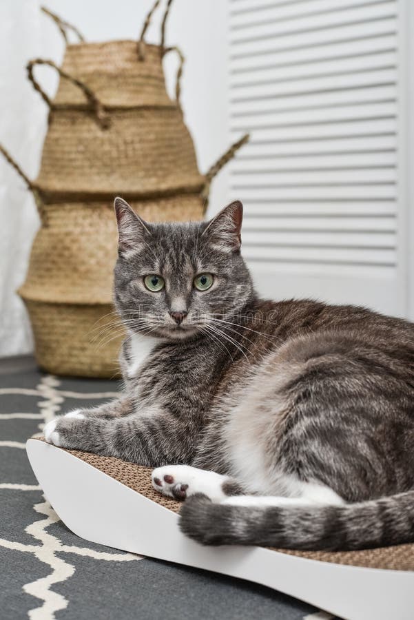 Cute Tabby Cat Lying on the Cardboard Scratching Post Stock Photo ...
