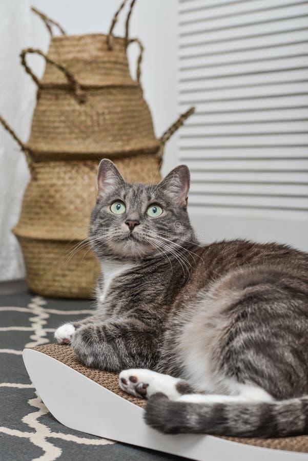 Cute Tabby Cat Lying on the Cardboard Scratching Post Stock Image ...