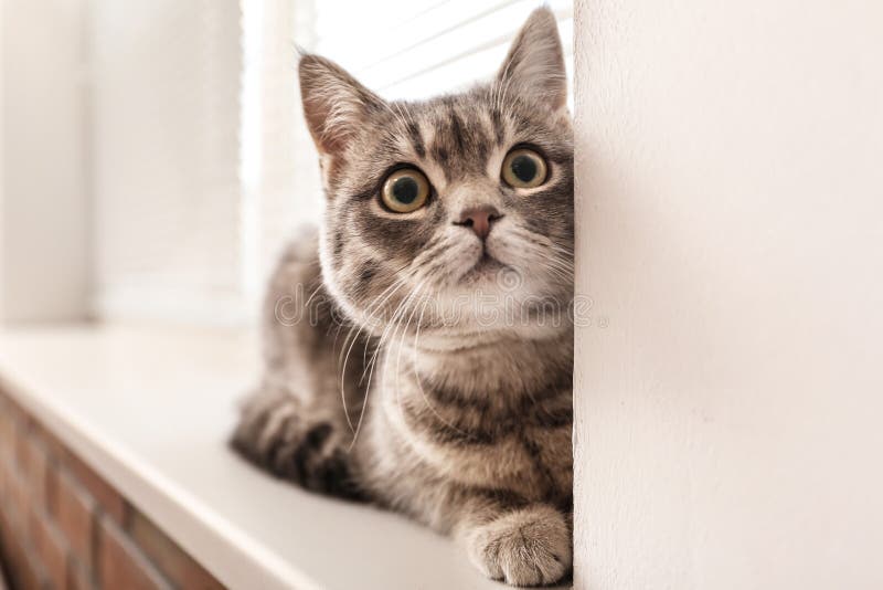 Cute Tabby Cat Near Window Blinds on Sill Stock Photo - Image of design ...