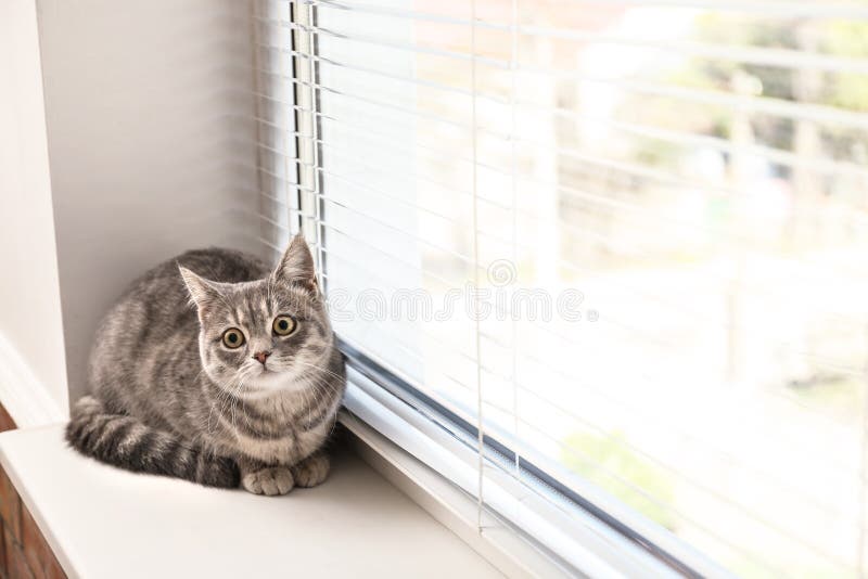 505 Cute Cat Window Blinds Stock Photos - Free & Royalty-Free Stock ...