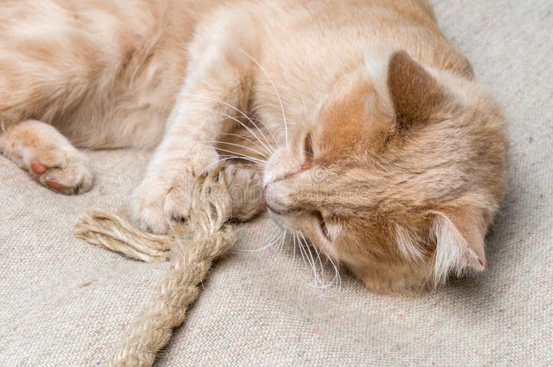 The cat plays with a rope stock photo. Image of nopeople - 120861836