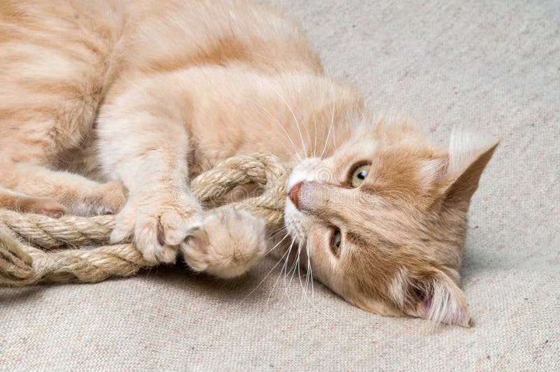 Cat Rope Stock Images - Download 1,583 Royalty Free Photos