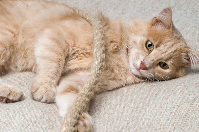 Cat Rope Stock Images - Download 1,583 Royalty Free Photos
