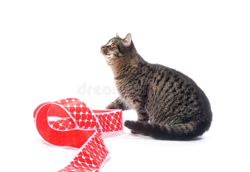Cute tabby cat with rose stock photo. Image of cutre - 24048214
