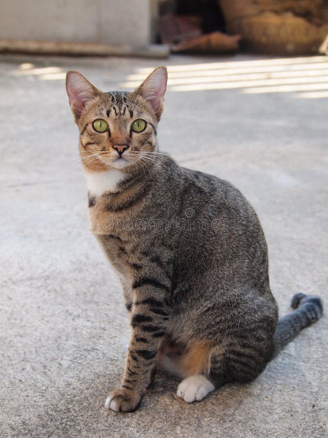 Cute Tabby Cat Sittiing and Staring To Us Stock Photo - Image of cute ...