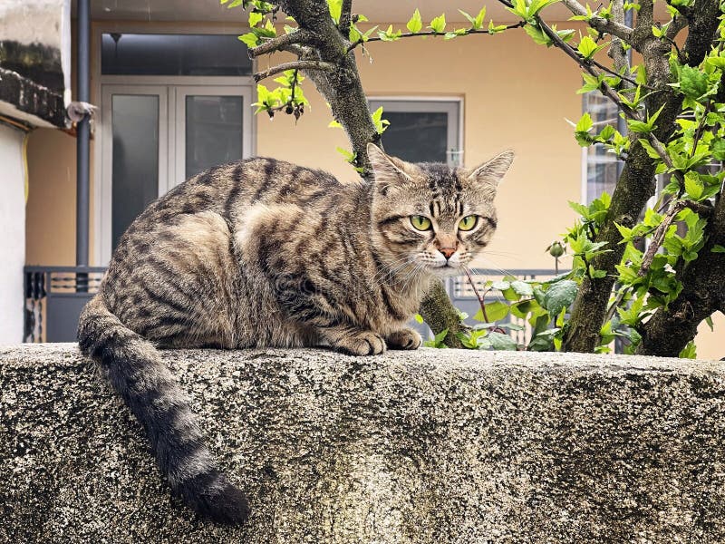 Cute Tabby Cat Sitting on Back Yard Stock Image - Image of outside ...