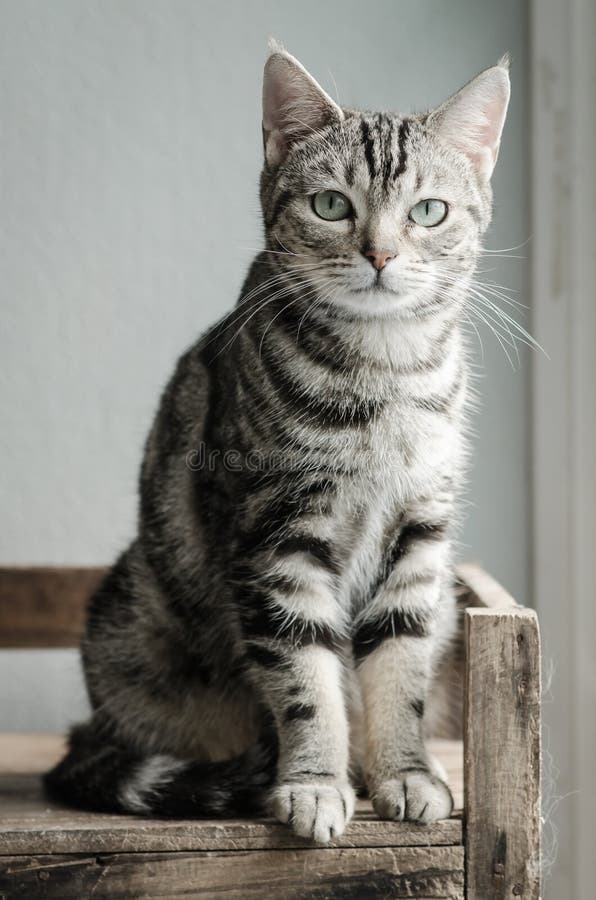Cute Tabby Cat Sitting and Looking Stock Image - Image of furry, feline ...