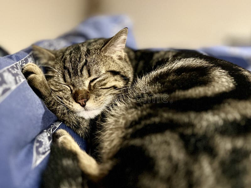 Cute Tabby Cat Sleeping on the Bed. Close Up. Stock Image - Image of ...