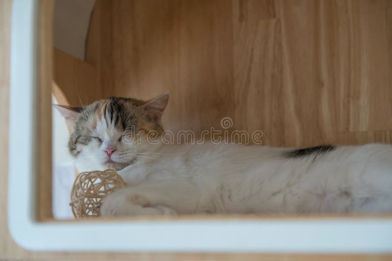 Cute Tabby Cat Sleeping with Rattan Ball Inside Home Shelf Stock Image ...