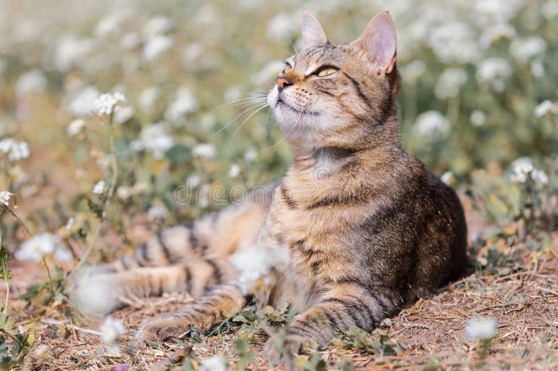 Cute tabby cat sunbathing stock photo. Image of animal - 273551134