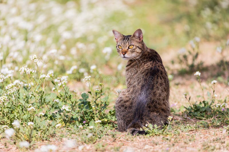 Cute Tabby Cat Turning Around Stock Image - Image of whisker, cute ...