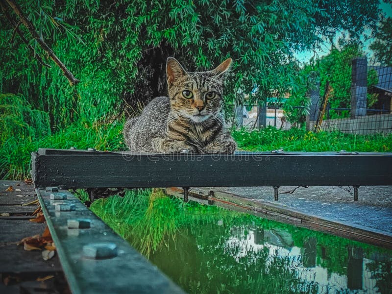Cute Tabby Cat Under a Tree Outdoor Stock Image - Image of face, furry ...