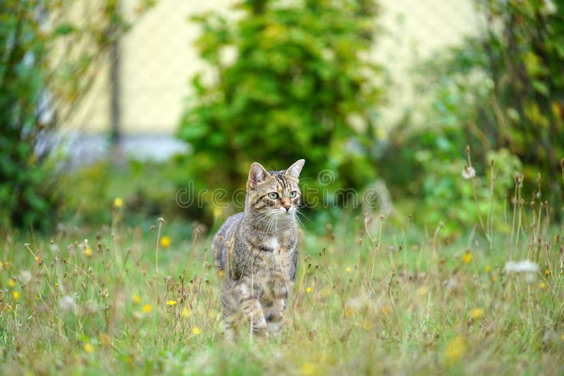 Cute Tabby Cat Walking in a Field on a Sunny Day Stock Photo - Image of ...