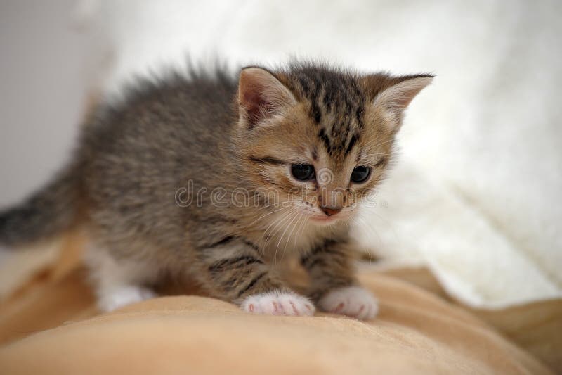 Cute tabby kitten stock photo. Image of lovely, head - 33715590
