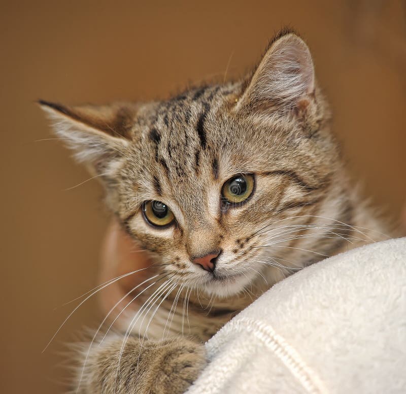 Cute tabby kitten stock photo. Image of arms, close, beauty - 37244862