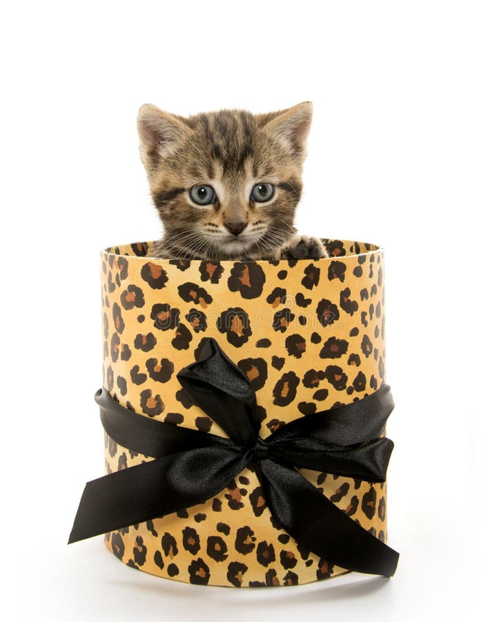 Cute tabby kitten in box stock photo. Image of adorable - 43216920