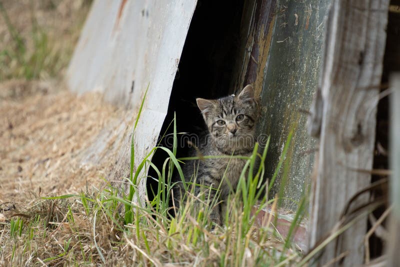 Cute Tabby Kitten in Farm Setting. Stock Photo - Image of rural, tree ...