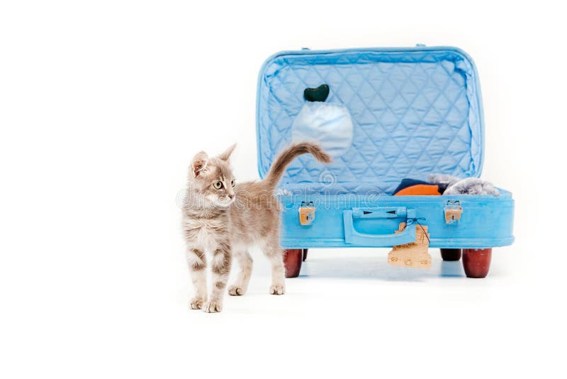 Cute Tabby Kitten Isolated on White. Kitten Studioshot. Cat Isolated on ...