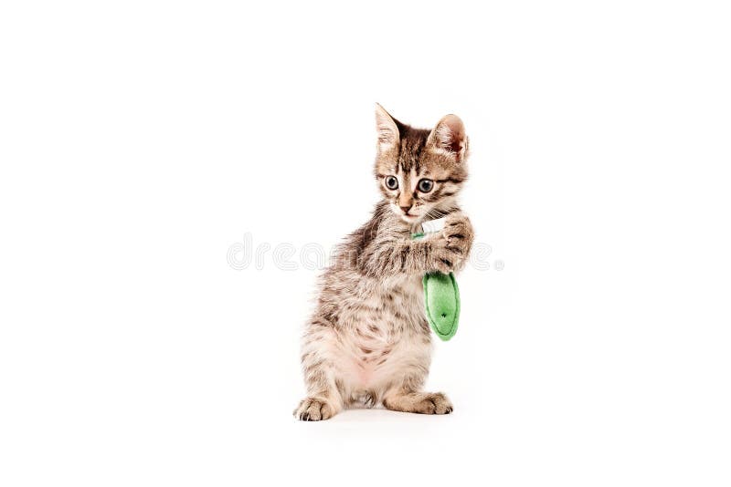 Cute Tabby Kitten Isolated on White. Kitten Studioshot. Cat Isolated on ...