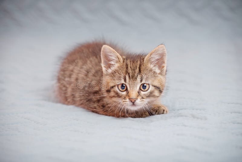 Cute Tabby Kitten Looking at the Camera Lies on a Bedspread Indoors ...
