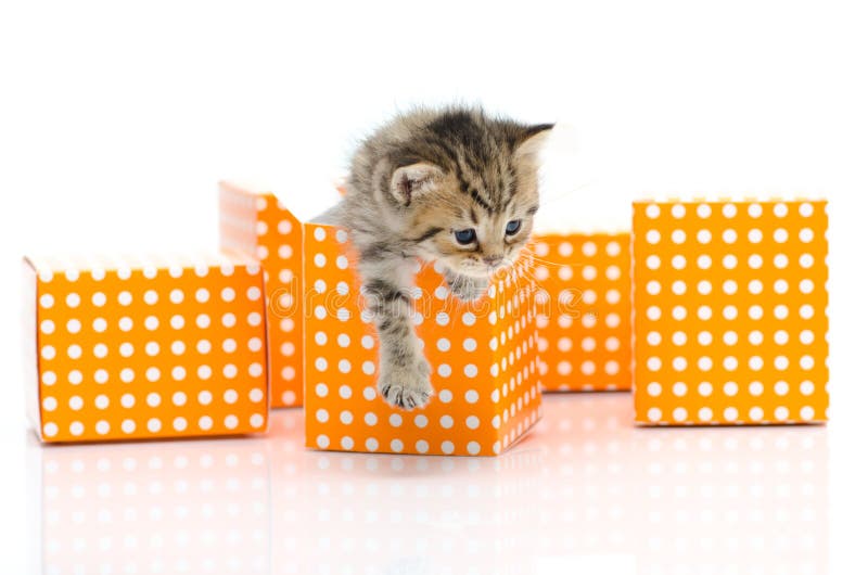 Cute Tabby Kitten In Orange Polka Dot Box On White Background Stock ...