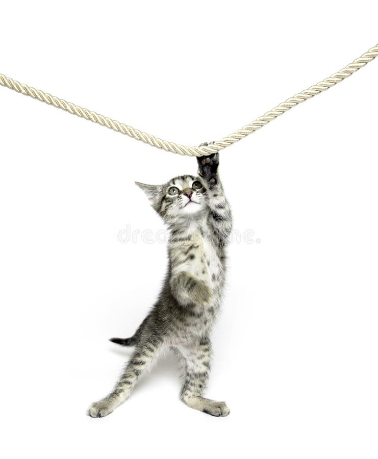4,888 Cat Rope Stock Photos - Free & Royalty-Free Stock Photos from ...
