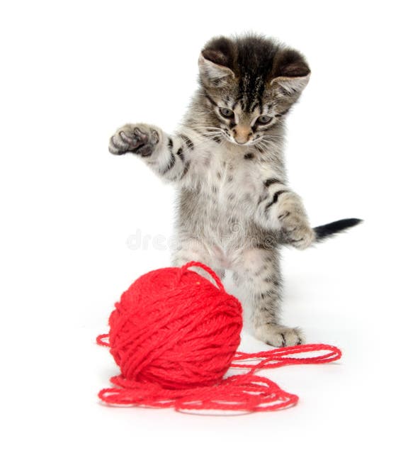 2,162 Cute Kitten Playing Yarn Ball Stock Photos - Free & Royalty-Free ...