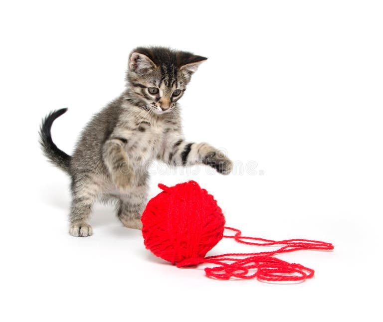 2,162 Cute Kitten Playing Yarn Ball Stock Photos - Free & Royalty-Free ...