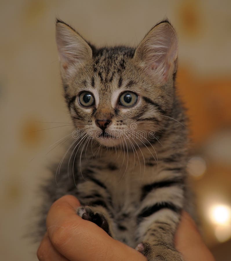 Cute tabby kitten portrait stock photo. Image of clean - 33586030