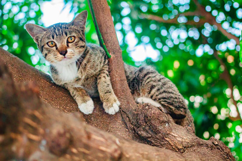 Cute Tabby Kitten Relaxing on Top of Tree Stock Photo - Image of ...