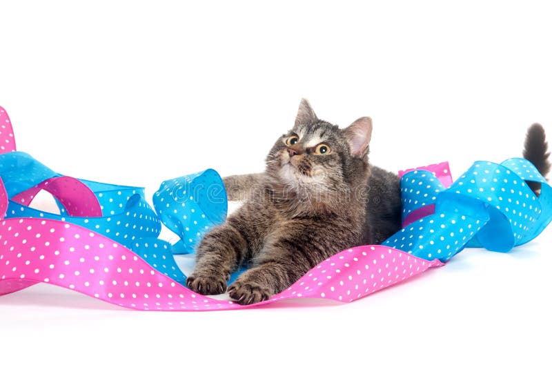 Tabby Cat Ribbons Stock Photos - Free & Royalty-Free Stock Photos from ...